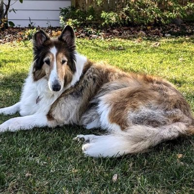 Adoptable Collies | Collie Rescue of Greater Illinois