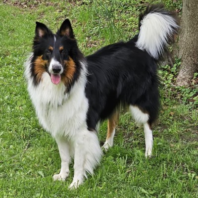 Adoptable Collies | Collie Rescue of Greater Illinois