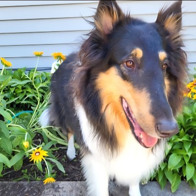 Adoptable Collies | Collie Rescue of Greater Illinois