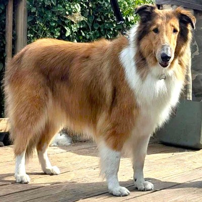 Adoptable Collies | Collie Rescue of Greater Illinois